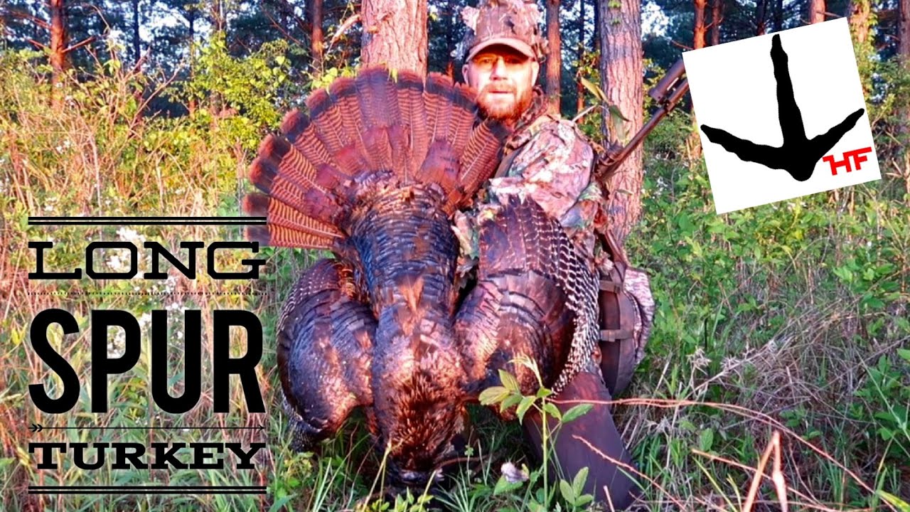 LONG SPUR TURKEY 🦃🦃🦃At Daylight - YouTube