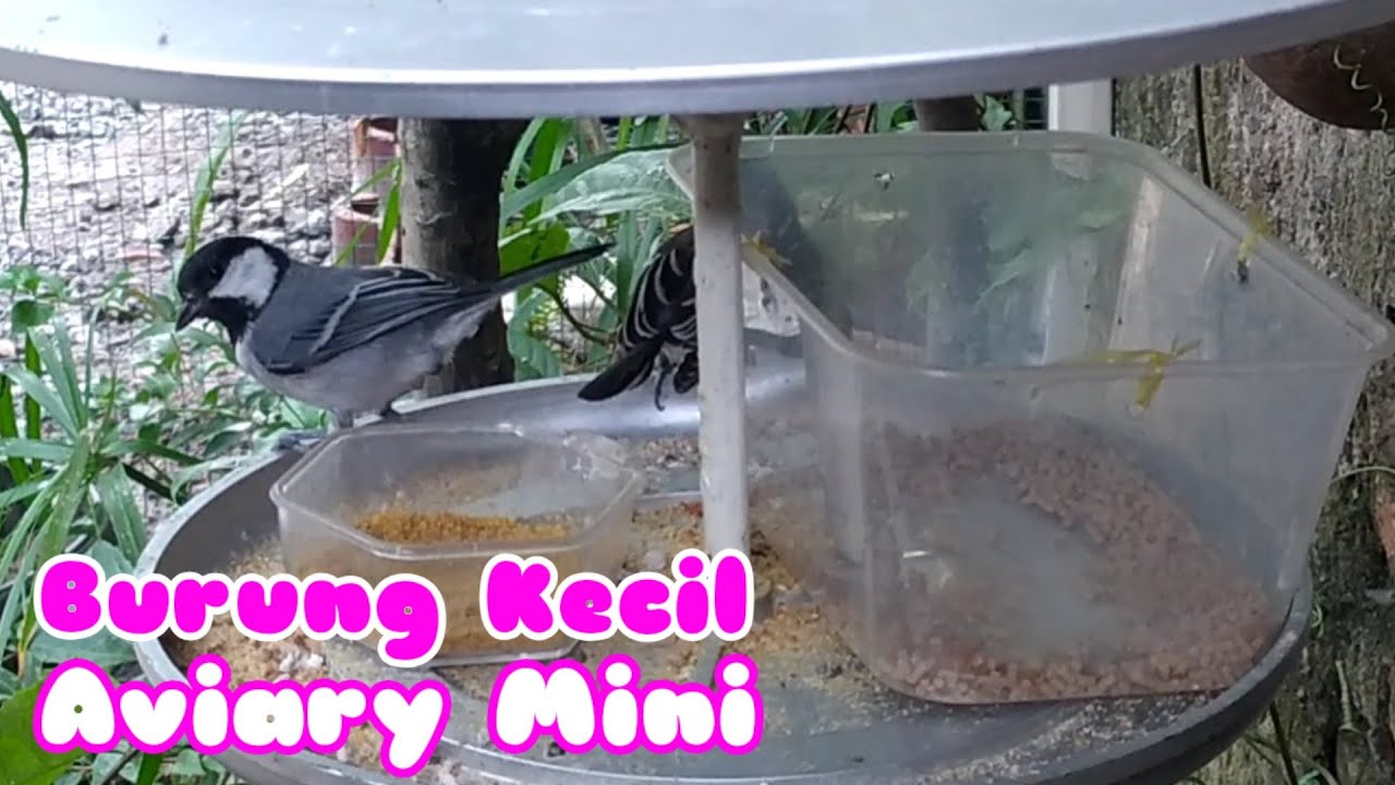 Aktivitas Burung Kecil pagi hari di Aviary Mini - YouTube