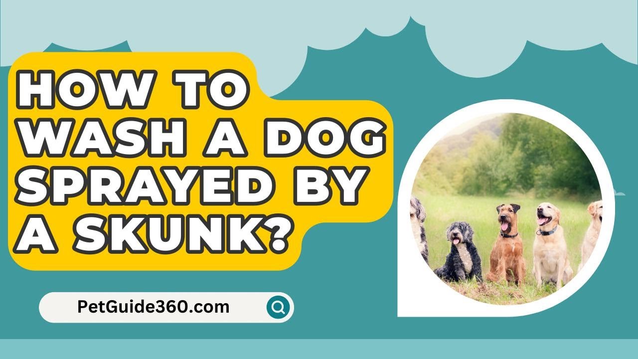 How To Wash A Dog Sprayed By A Skunk? - PetGuide360.com - YouTube