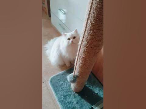 Котик играет в прятки и нападает на хозяйку - YouTube