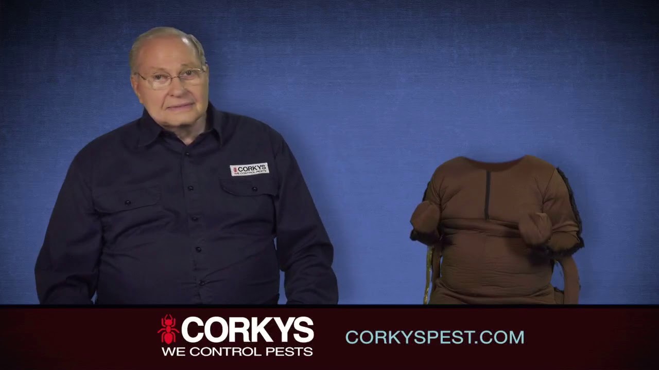 Cockroach No Head - YouTube