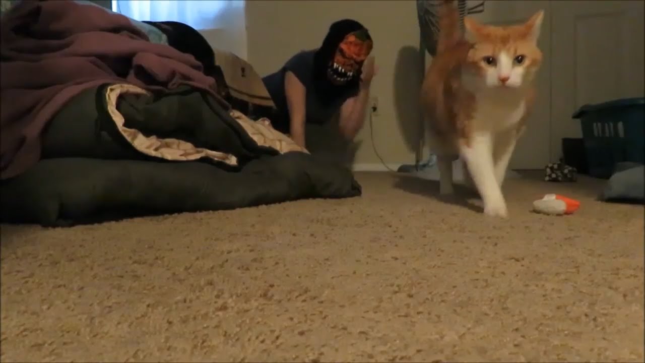 Cat Vs Scary Mask - YouTube