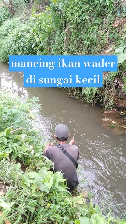 MANCING IKAN WADER SPOT SUNGAI KECIL #mancingwader #fishing #ikanwader #shorts - YouTube