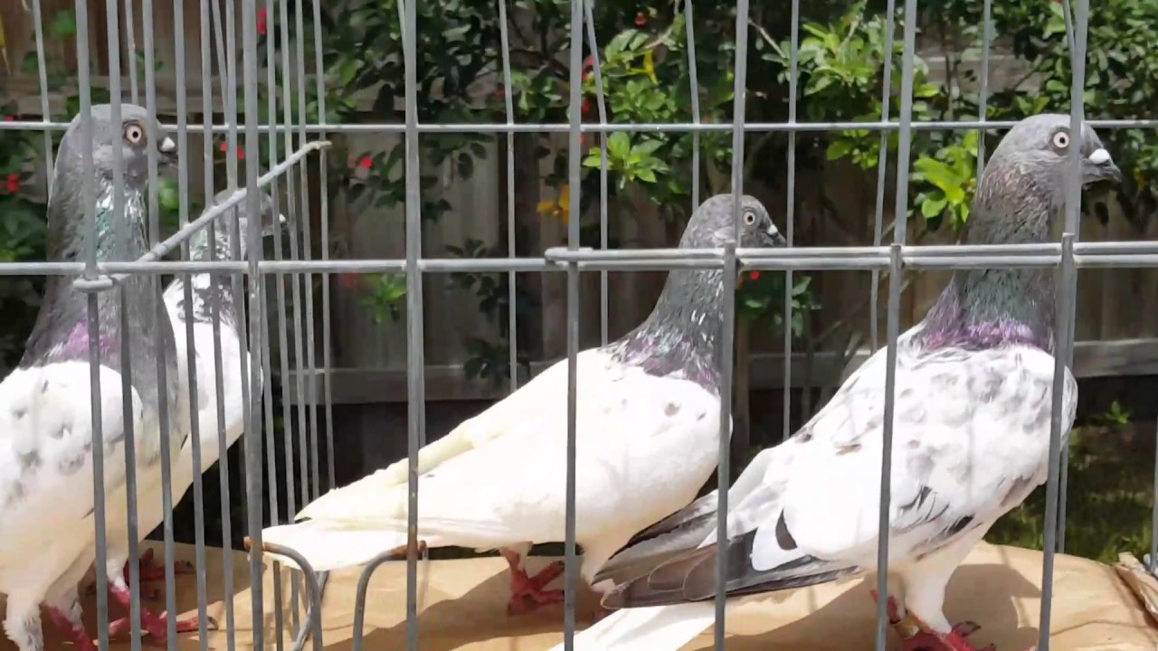 2 new pairs of Budapest pigeons - YouTube