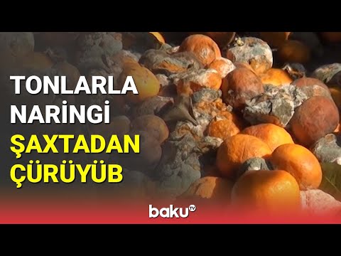 Astarada tonlarla naringi şaxtadan çürüyüb - BAKU TV