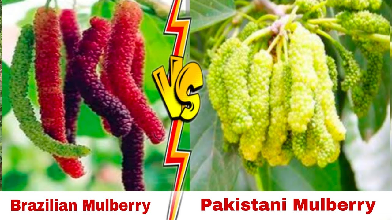 Brazilian Long Mulberry VS Pakistan Long Mulberry || Five variety ...