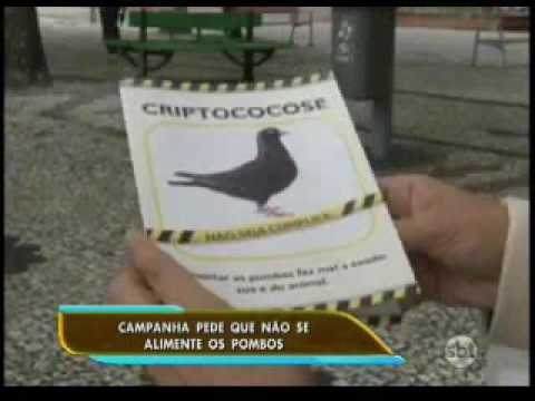 Campanha orienta a população a não alimentar os pombos - YouTube