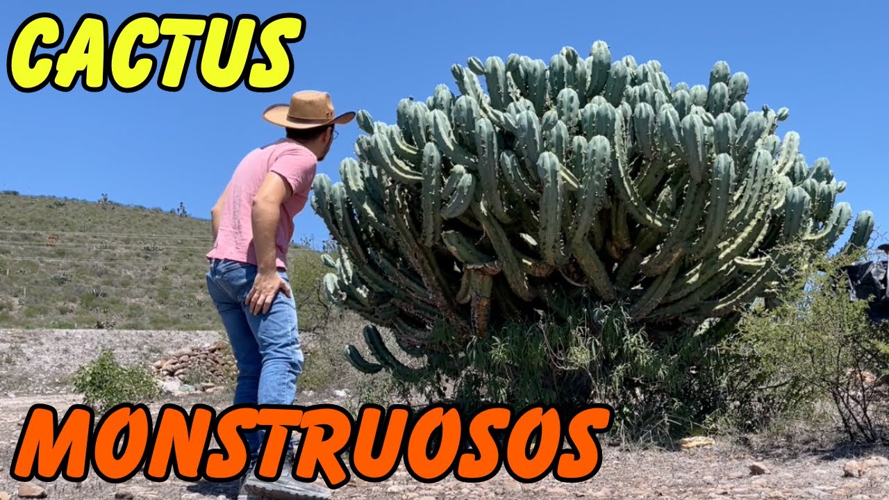 REVELANDO El Asombroso Mundo De Los Cactus GIGANTES || Un Viaje VISUAL ...