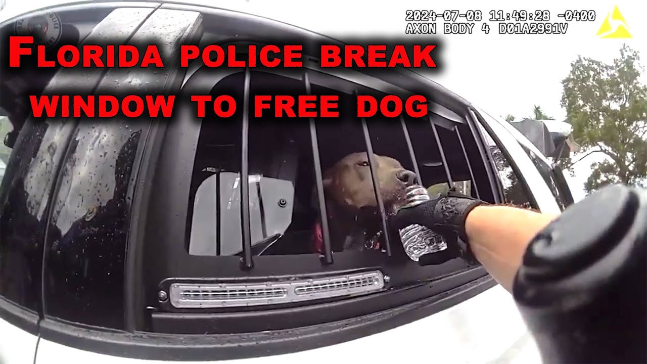 'I know buddy' Florida police break window to free dog left in hot car ...