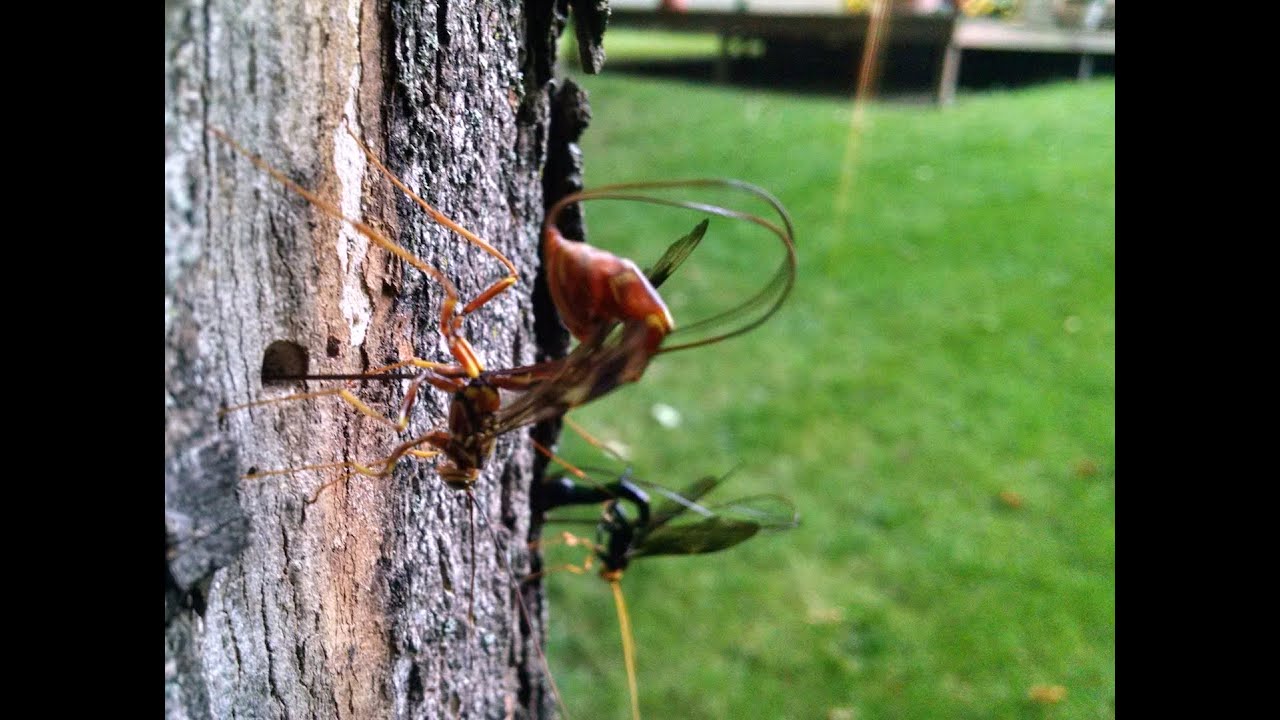 Giant Ichneumon Wasp or "Stump Stabber" (Megarhyssa macrurus) - YouTube