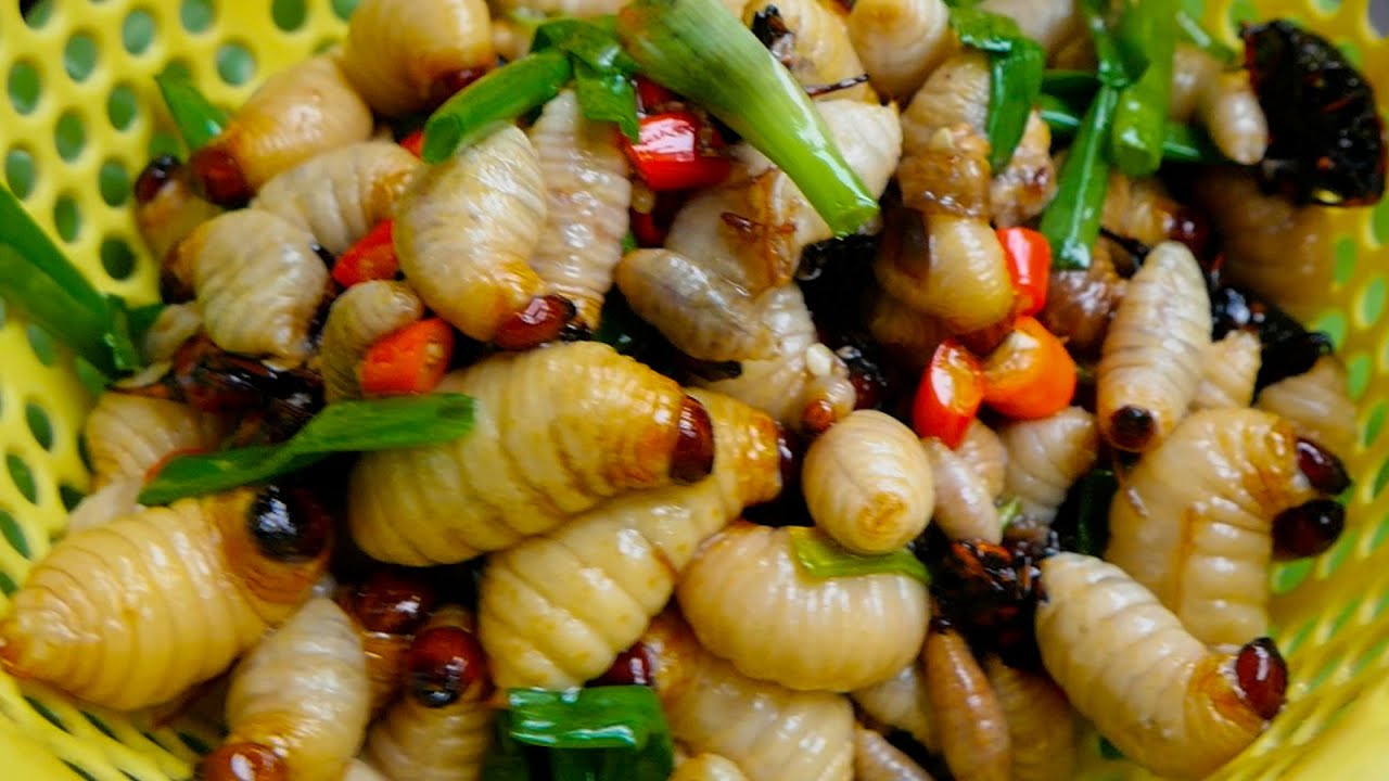 Tasty Palm Tree Worm, How Find Palm Tree Worm and Can Learn How To Cook ...
