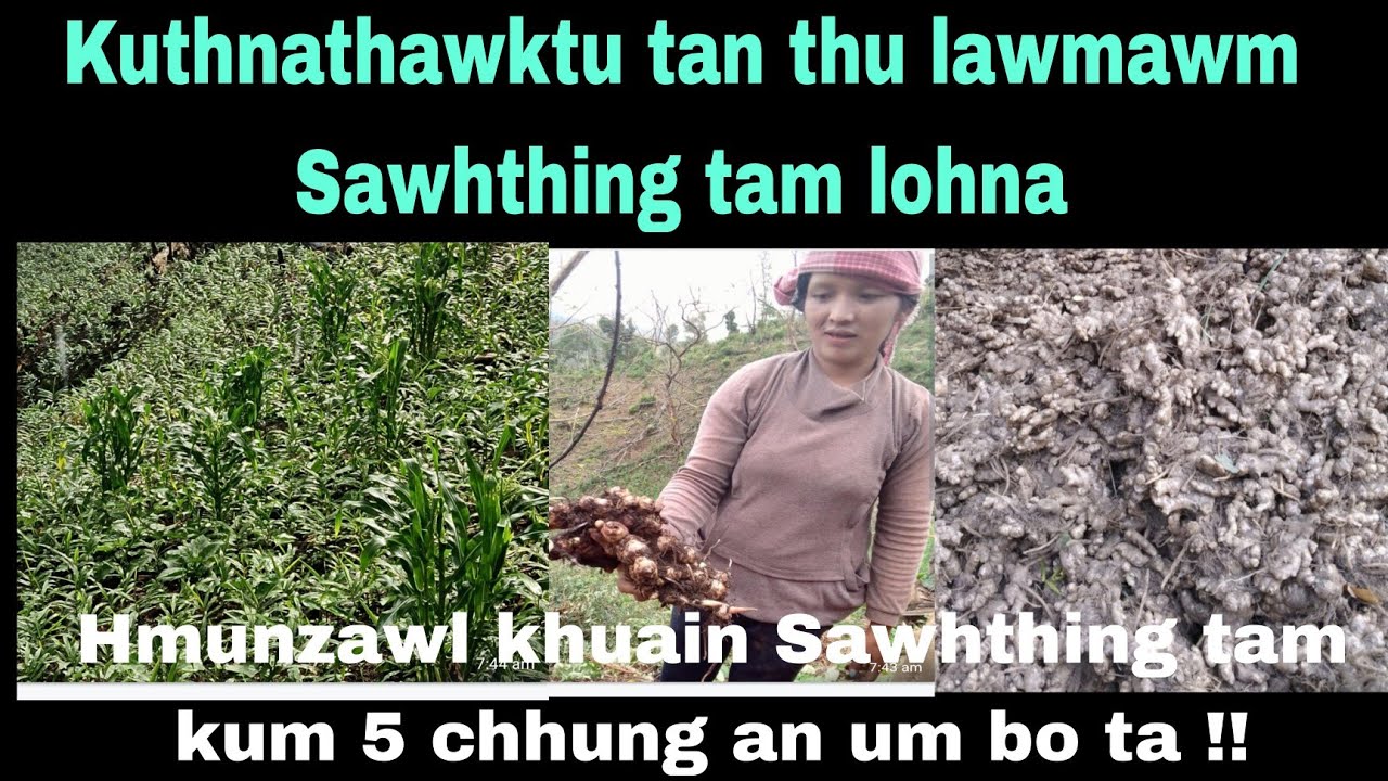 Kuthnathawktu te tan thu lawmawm Sawhthing tam lohna chu hei le ...