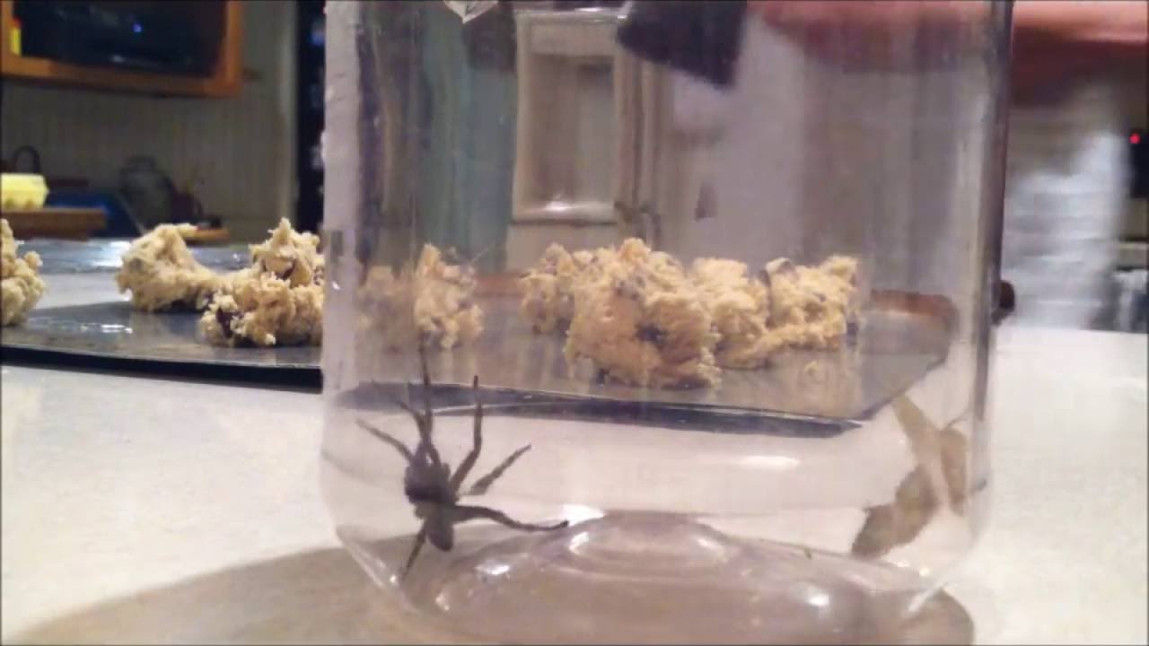 SPIDER VS MOTH - YouTube
