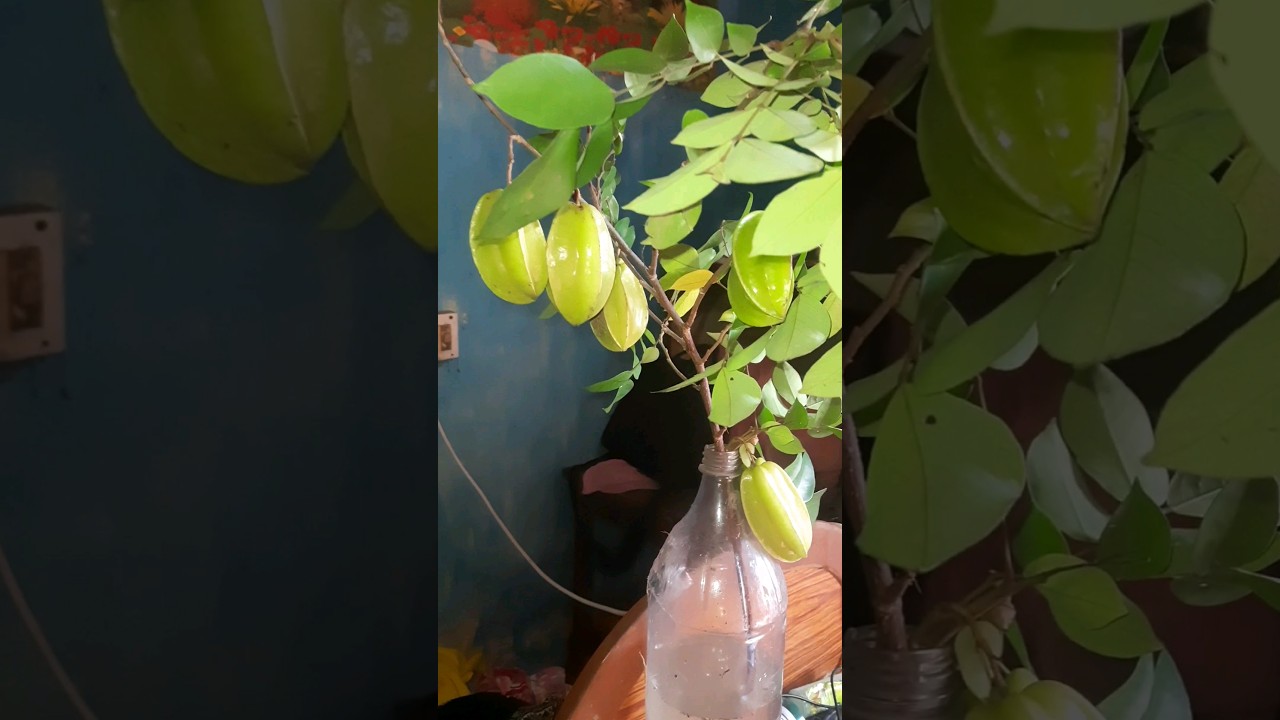 Growing starfruit inside the house 🏠 #shorts #fruit #startfruit - YouTube