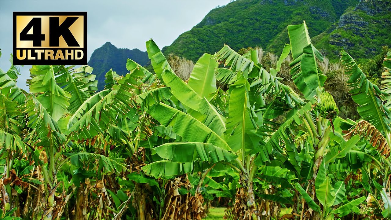 Ambient Music Over Banana Trees | 10 HOURS | 4K - YouTube