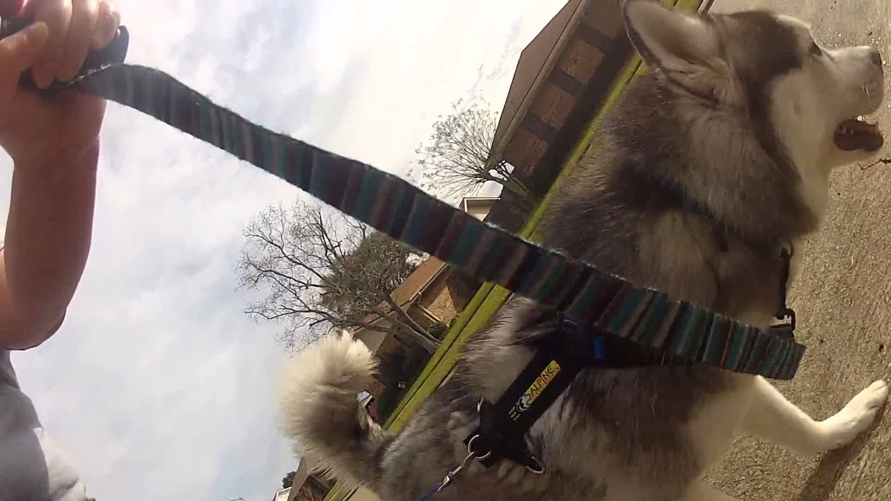 Biking with the Walky Dog - YouTube