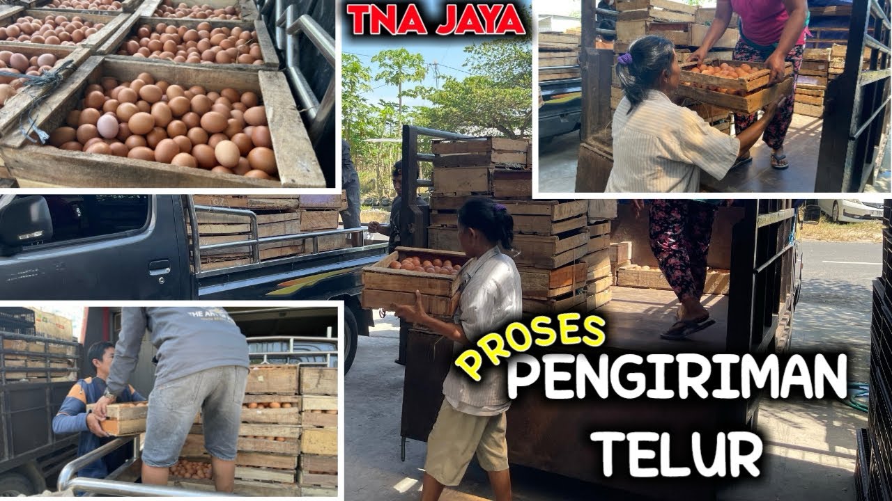 Proses pengiriman telur #ayampetelur - YouTube