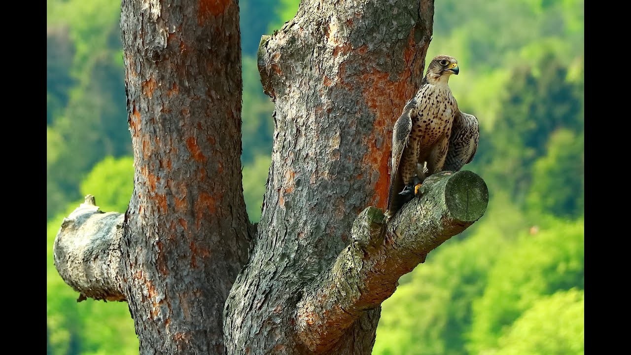 A termeszet szinei: Boritokepek 2022 06 11 08 11 - YouTube