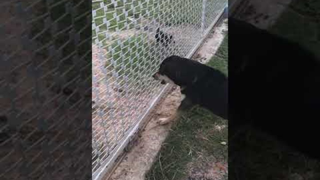Dogs Bark through Gate without Realizing it's Open || ViralHog - YouTube