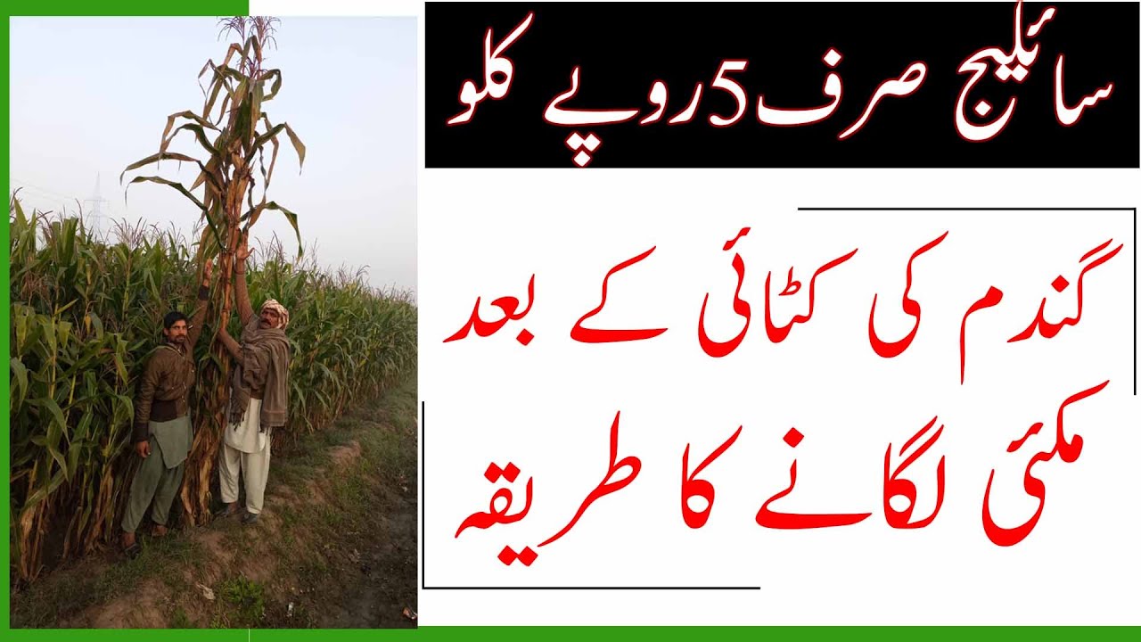 Best Silage maize seed variety in Pakistan|How to produce low cost ...