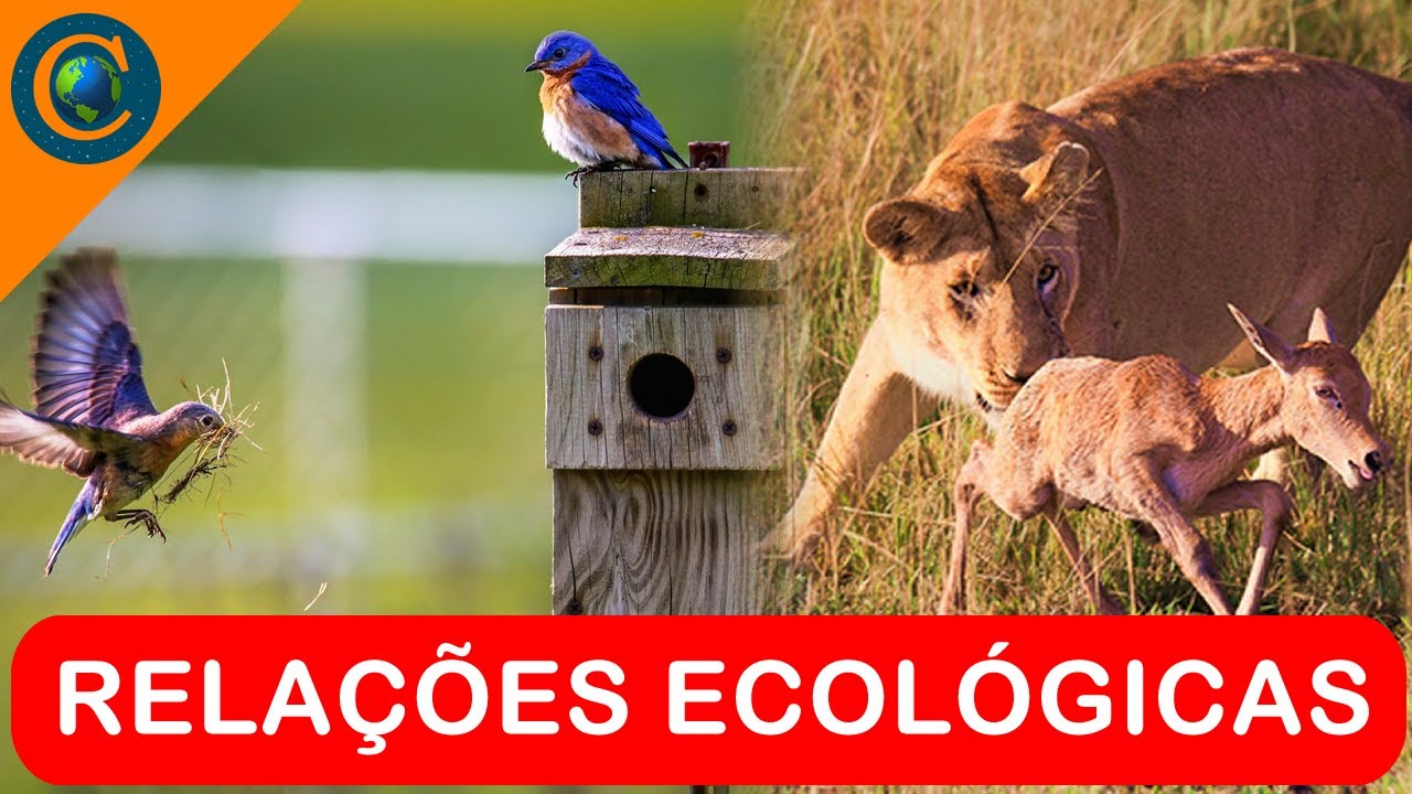 ECOLOGIA - RELAÇÕES ECOLÓGICAS (INTERAÇÕES) - YouTube
