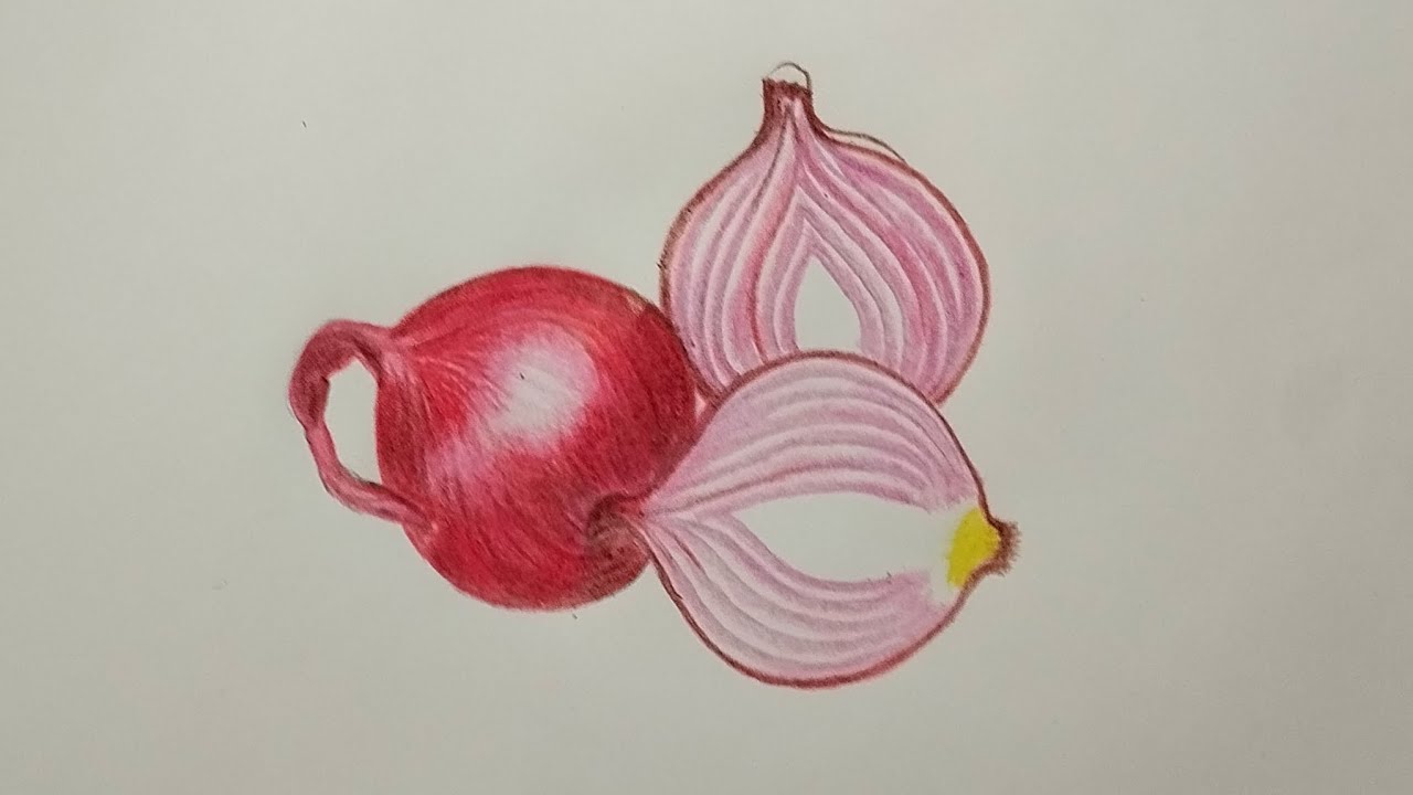 How to draw realistic onion with colour pencil ll Onion drawing ...