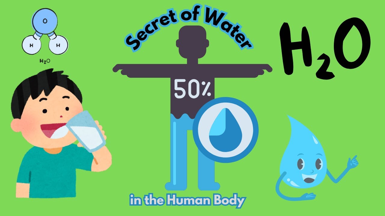 Water in the Human Body: The Key to Health and Vitality - YouTube