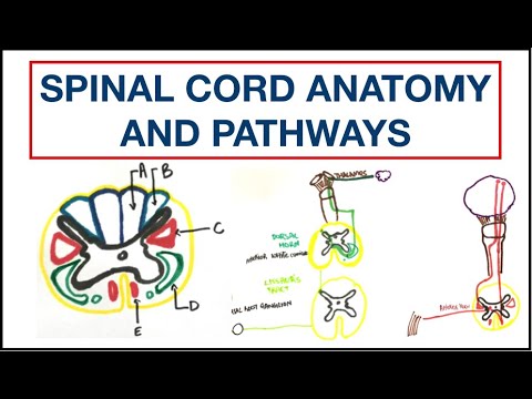 Spinal cord Anatomy and Pathways | Corticospinal | Spinothalamic ...