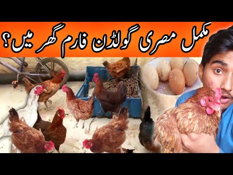 Complete Mini Golden Misri Murgi Farm in home || Golden Misri Murgi ...