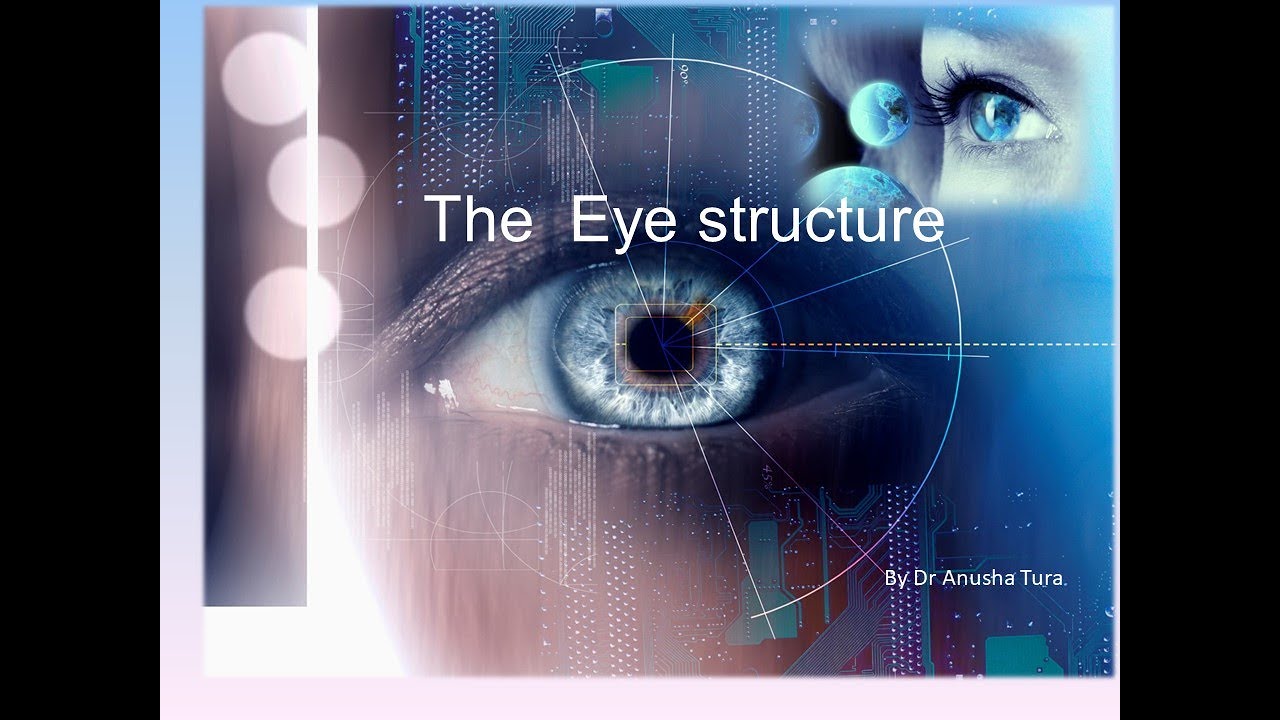 Mammalian eye structure, CCEA Biology, AS A level - YouTube