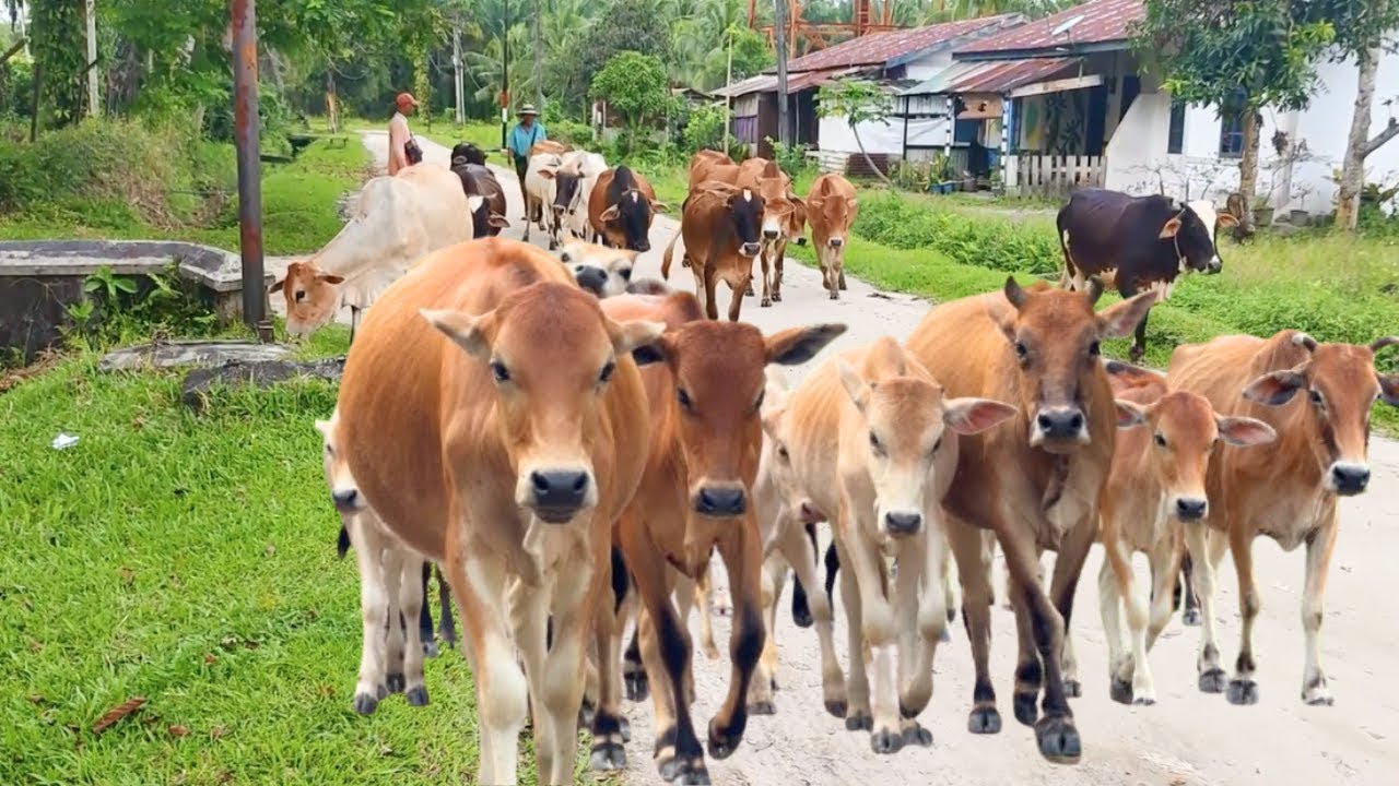 Gembala sapi lembu di musim hujan yang berkabut, suara sapi Moo ...