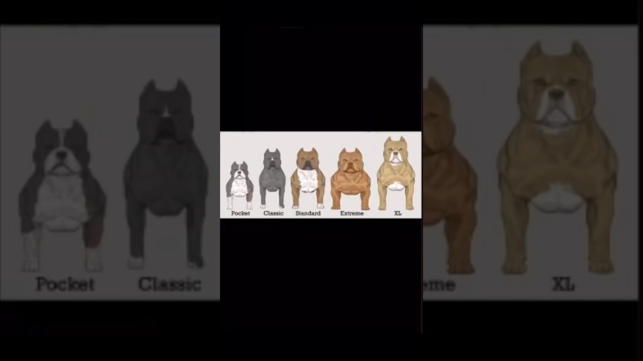 Different types of American bully #youtubeshorts #bullypedia #dogbreed ...