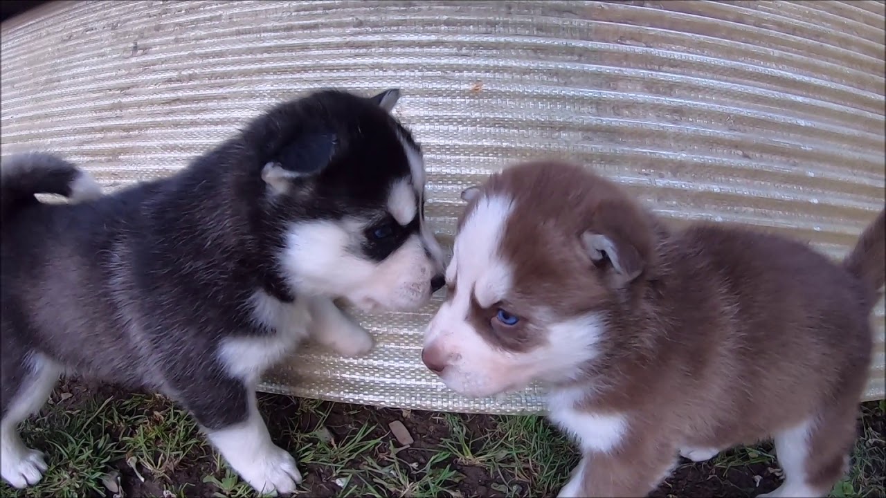 Siberian husky - YouTube