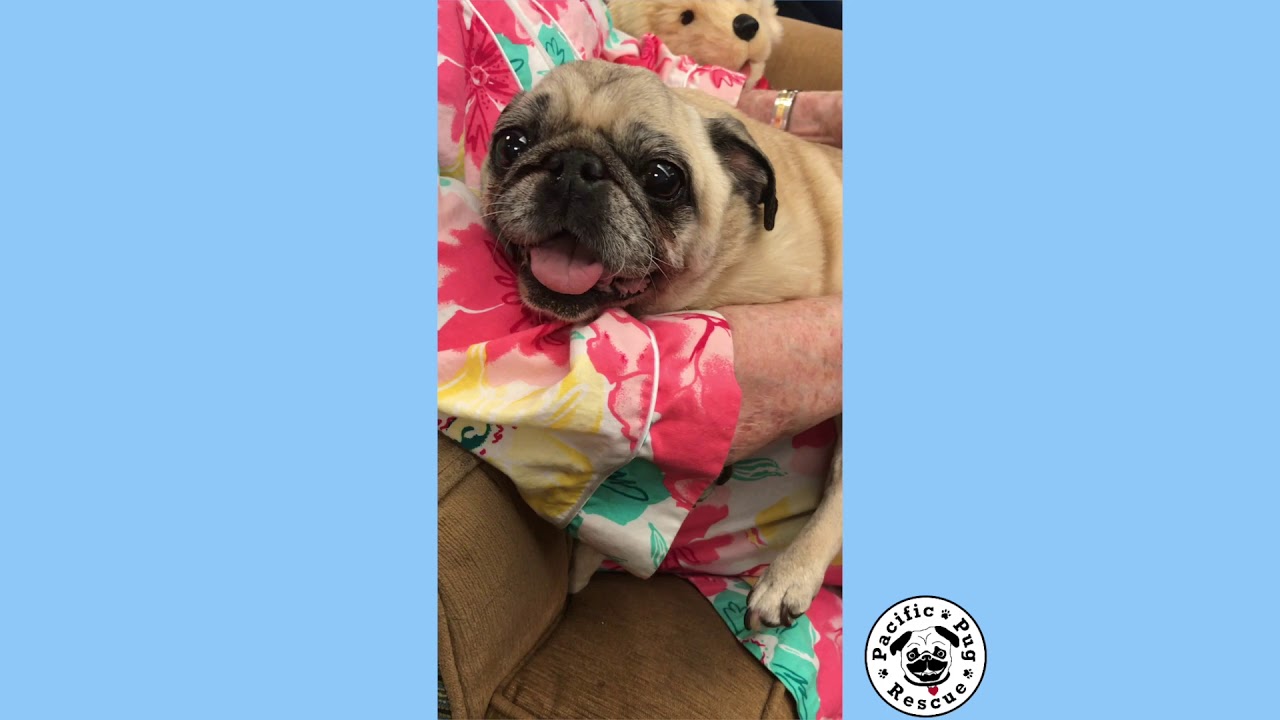 Pacific Pug Rescue Visits the Mirabella Portland! - YouTube