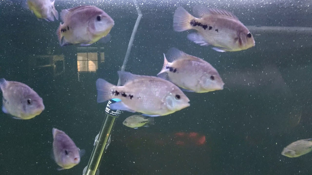 Vieja Synspilum from Angry Fish Sales. - YouTube