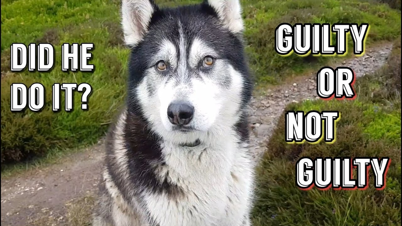 Is this dog INNOCENT or GUILTY | You DECIDE? - YouTube