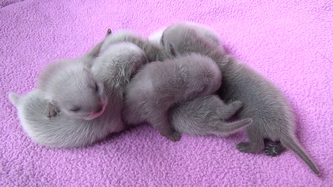 10 päevased Maagilised olendid / 10 days old ferret cubs - YouTube