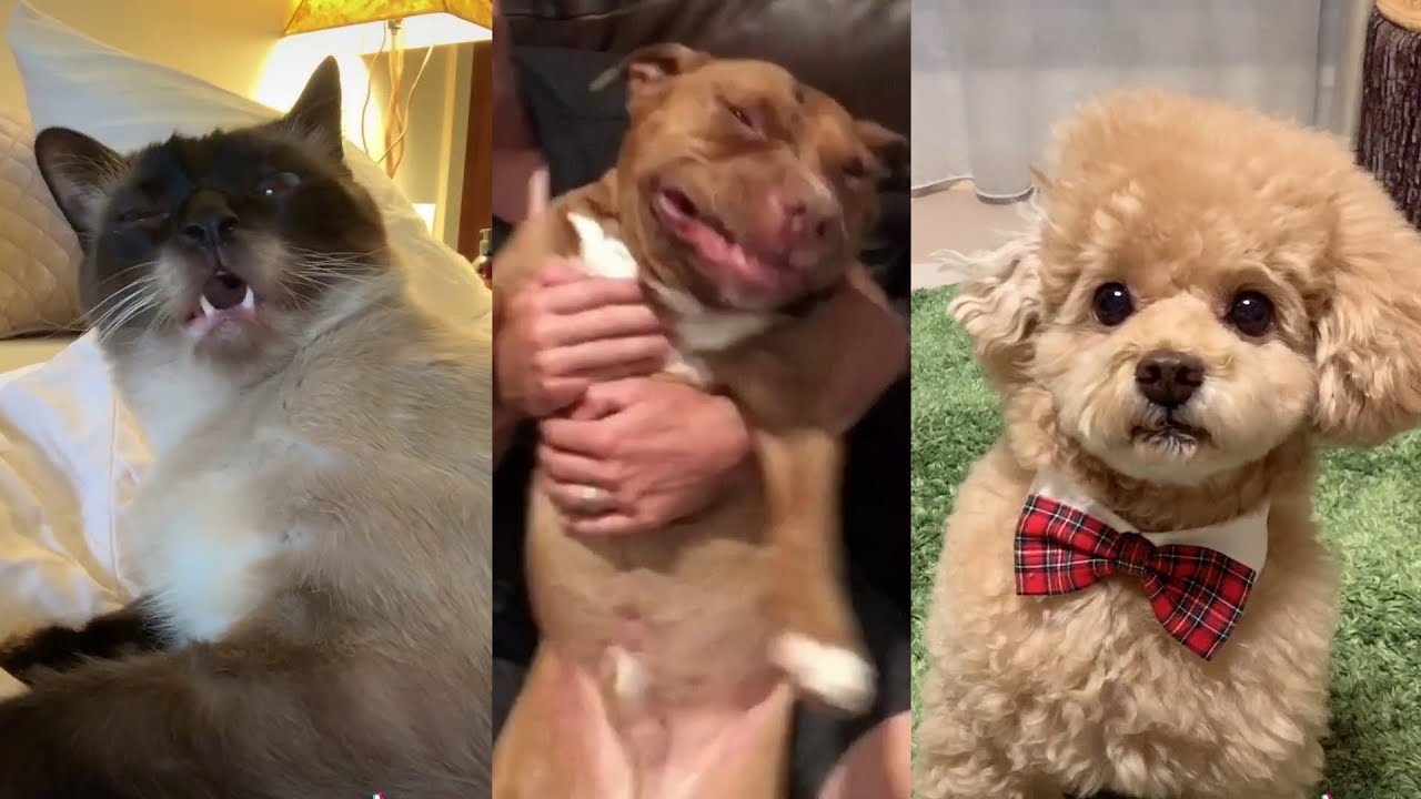 Cutest Sneezing Animals TikTok Compilation - YouTube