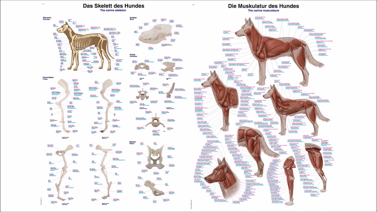 Veterinär - Anatomische Lehrtafeln - YouTube