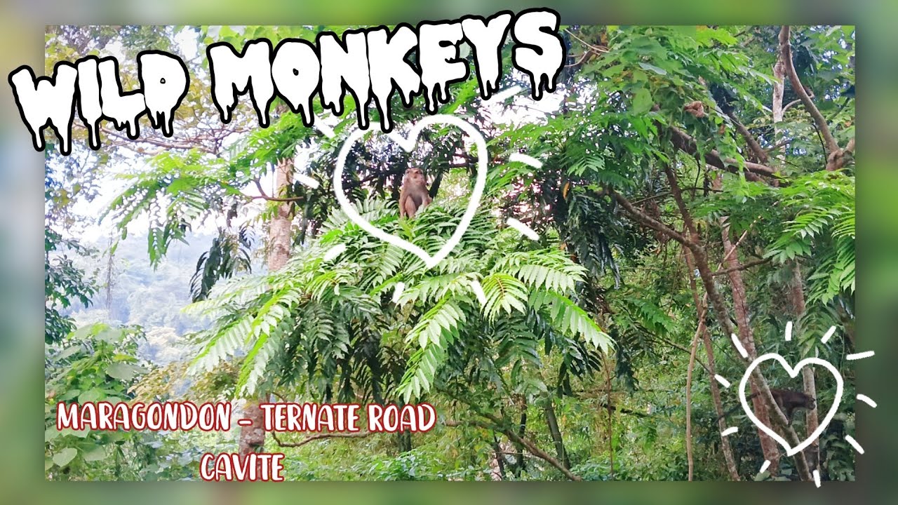 Mga Unggoy sa Maragondon-Ternate Road || Cavite || Wild Monkeys ...