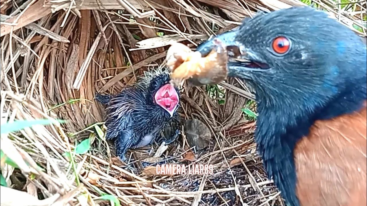 SANG INDUK BURUNG BUBUT YANG SANGAT BERTANGGUNG JAWAB MEMBERI MAKAN ...