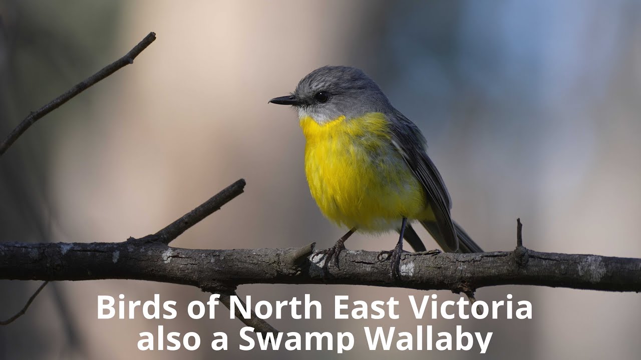 Birds of North East Victoria & a swamp wallaby - YouTube