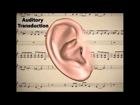 PHYSIOLOGY OF HEARING, AUDITORY TRANSDUCTION AND PATHWAY TO THE BRAIN ...