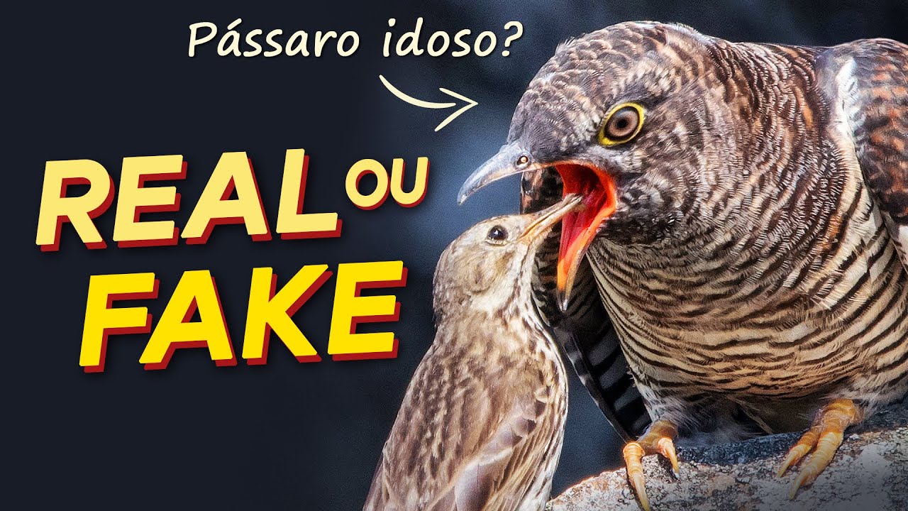 FATOS e FAKES sobre pássaros na internet #1 | PÁSSARO VELHO é cuidado ...