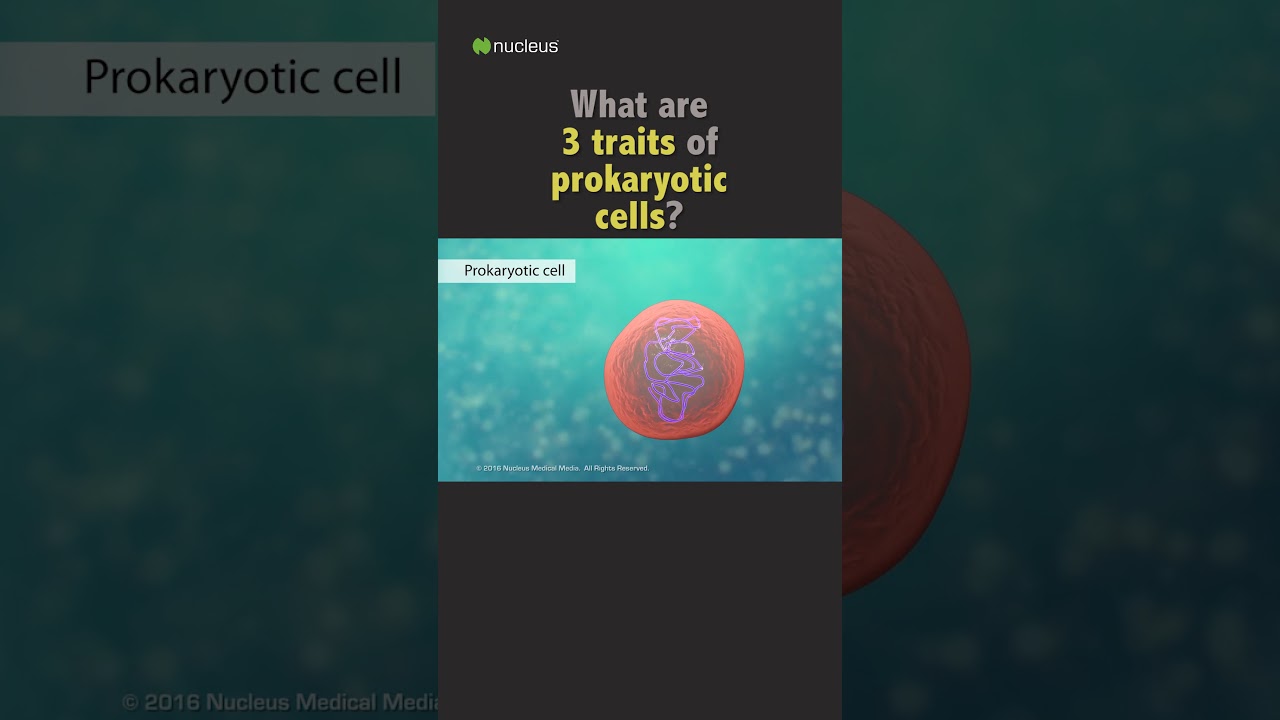 Biology Quiz: 3 traits of prokaryotic cells? - YouTube