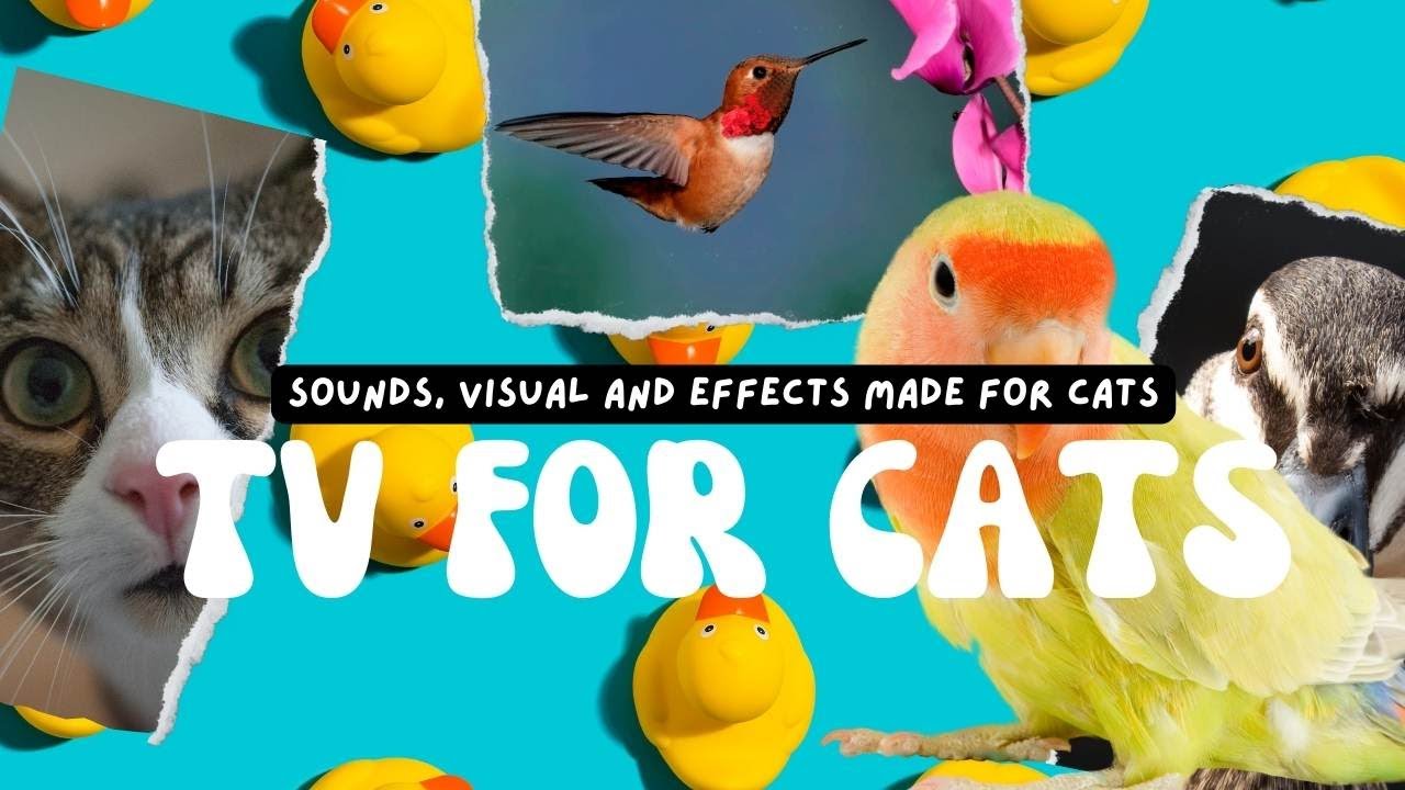 TV for Cats to watch - birds, music and sound effects for cats - YouTube
