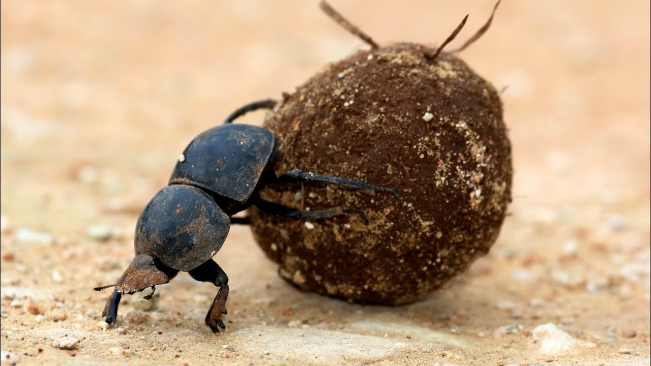 Why is the Dung Beetle considered One of The Strongest Animals in the ...