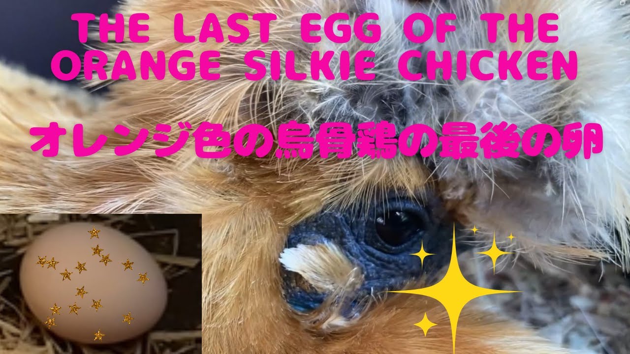 【Sydney シドニー】The Last Egg from Orange-colored Silkie オレンジ色の烏骨鶏の最後の卵 - YouTube