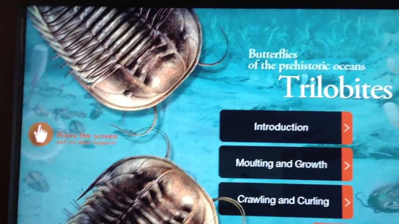 Trilobites (Phylum: Arthropoda, Class: Trilobita) - YouTube