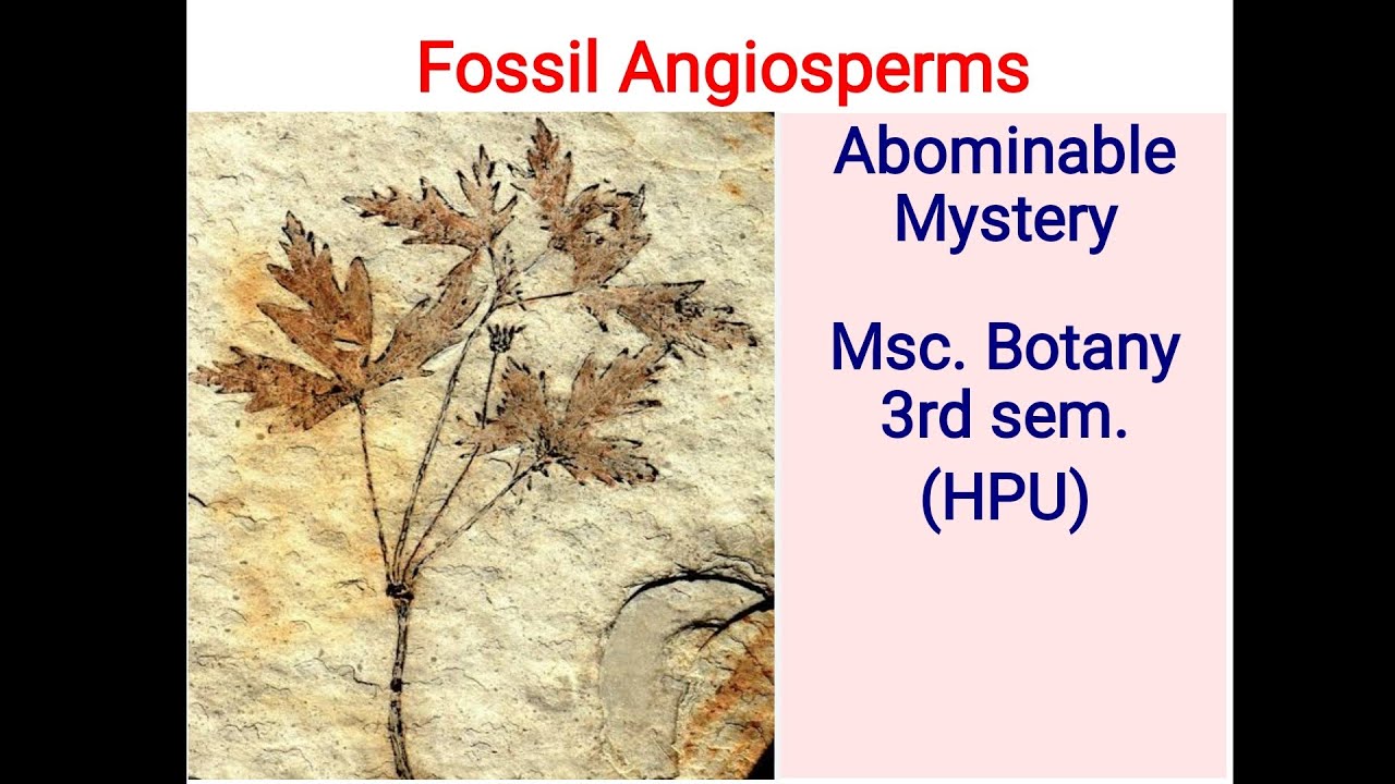 Fossil Angiosperms | Origin of Angiosperms | Msc. Botany 3rd Sem. ( H ...